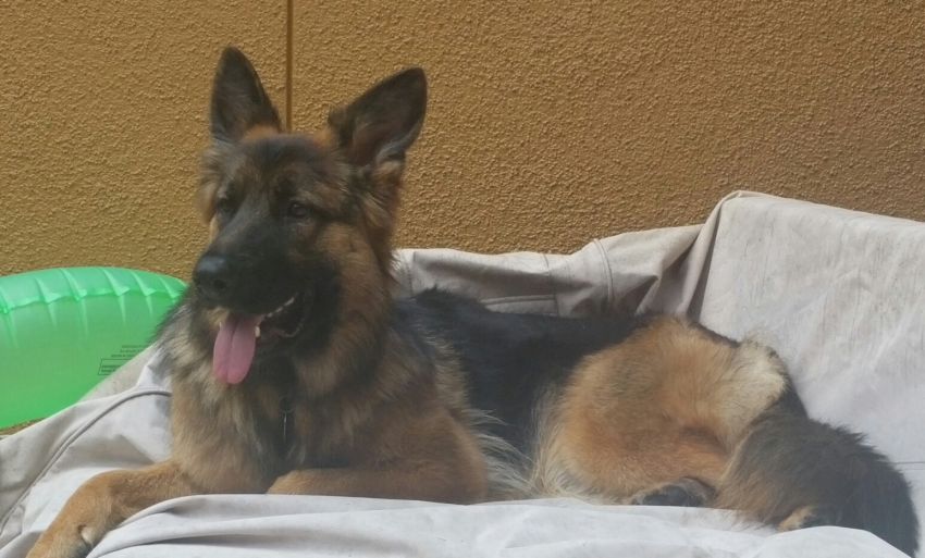 Ari – Greater Houston German Shepherd Dog Rescue