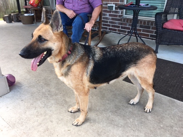 Bria – Greater Houston German Shepherd Dog Rescue