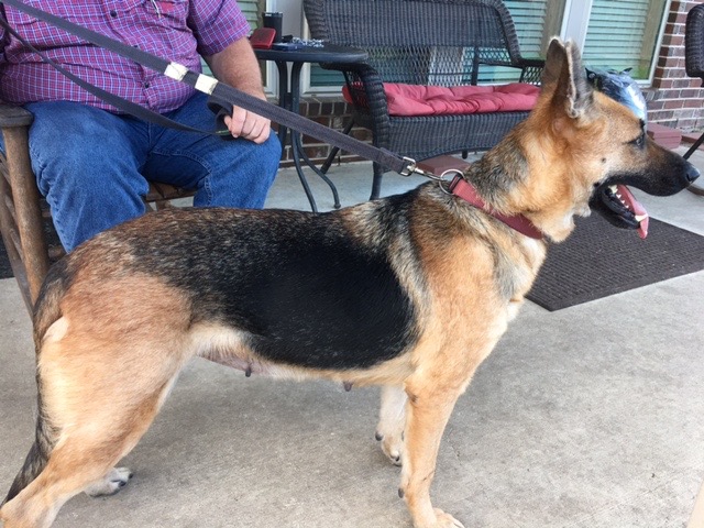 Bria – Greater Houston German Shepherd Dog Rescue