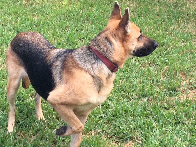Bria – Greater Houston German Shepherd Dog Rescue