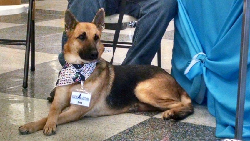 Bria – Greater Houston German Shepherd Dog Rescue
