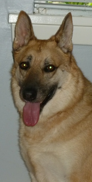 Janie – Greater Houston German Shepherd Dog Rescue