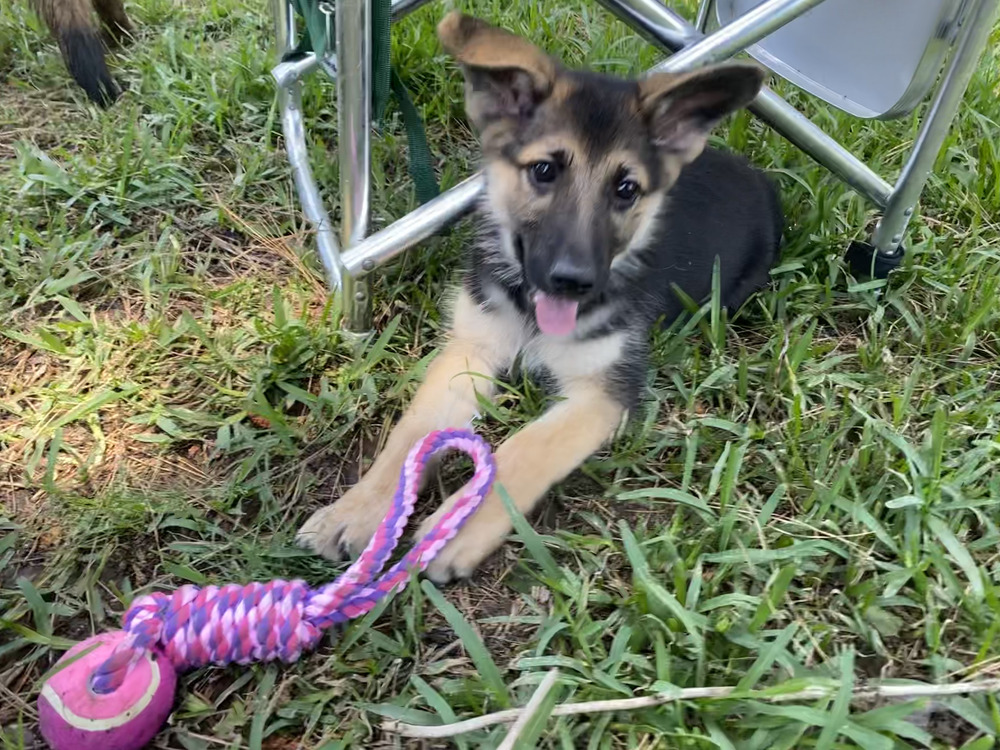 Liza – Greater Houston German Shepherd Dog Rescue