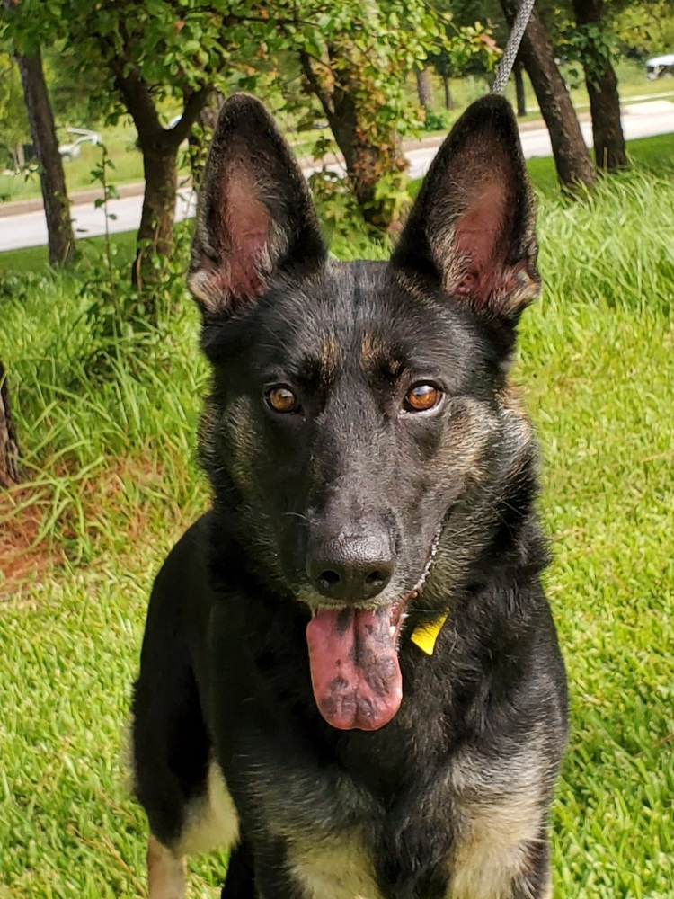 Ally – Greater Houston German Shepherd Dog Rescue