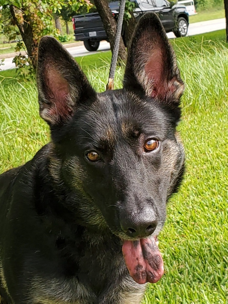 Ally – Greater Houston German Shepherd Dog Rescue