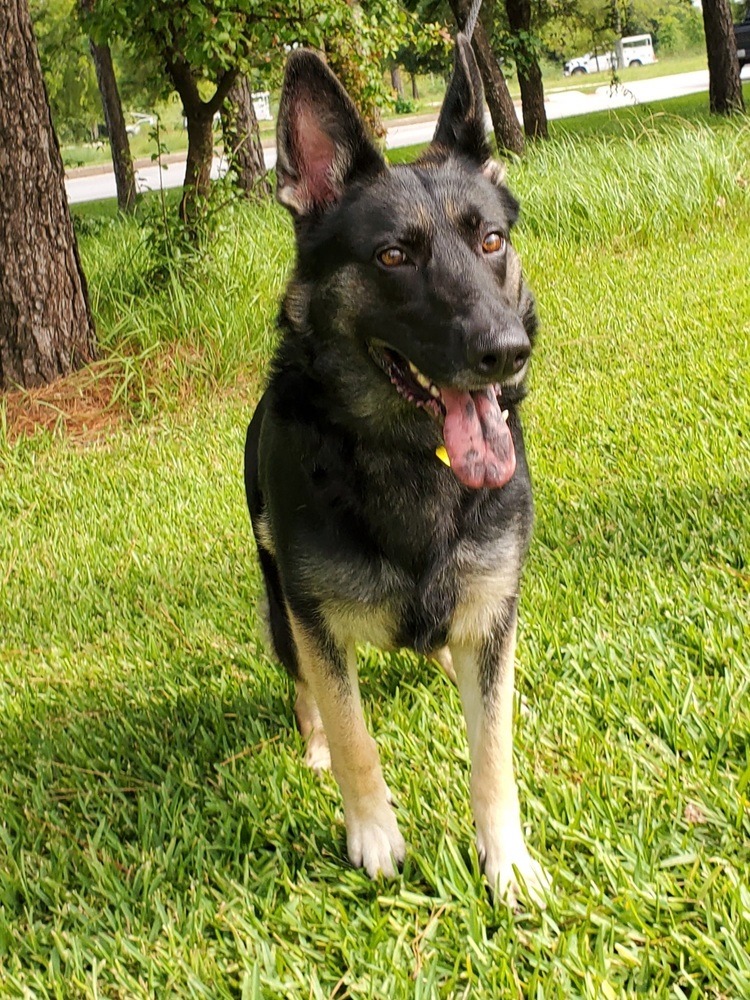 Ally – Greater Houston German Shepherd Dog Rescue