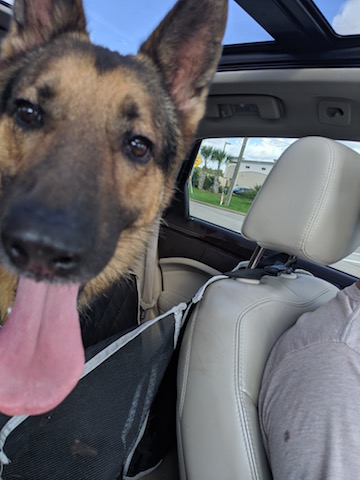 Sheldon – Greater Houston German Shepherd Dog Rescue