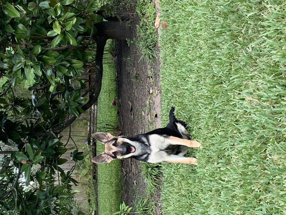 Amina – Greater Houston German Shepherd Dog Rescue