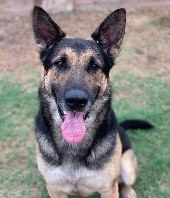 Texas – Greater Houston German Shepherd Dog Rescue