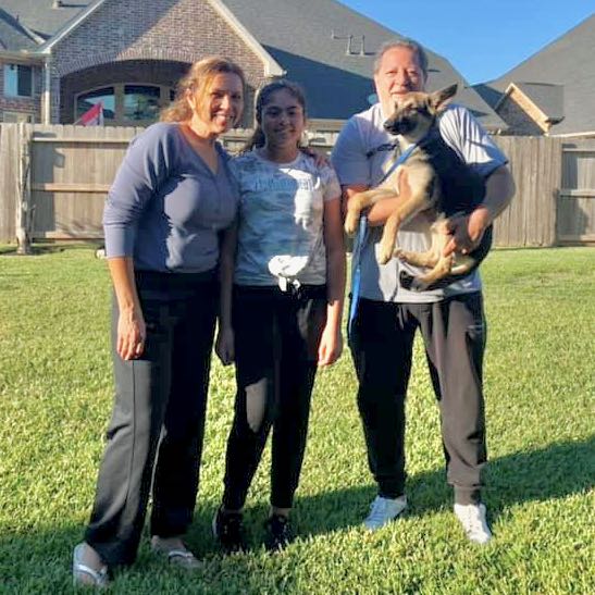 Amina – Greater Houston German Shepherd Dog Rescue