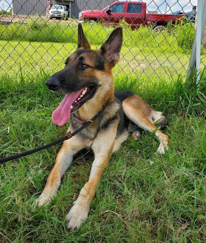 Tookie – Greater Houston German Shepherd Dog Rescue