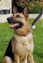 Tookie – Greater Houston German Shepherd Dog Rescue