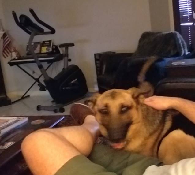 Tookie – Greater Houston German Shepherd Dog Rescue