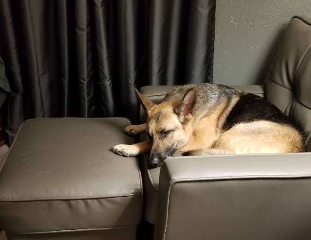 Tookie – Greater Houston German Shepherd Dog Rescue
