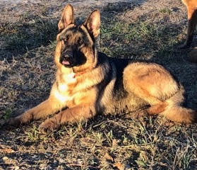 Carson – Greater Houston German Shepherd Dog Rescue