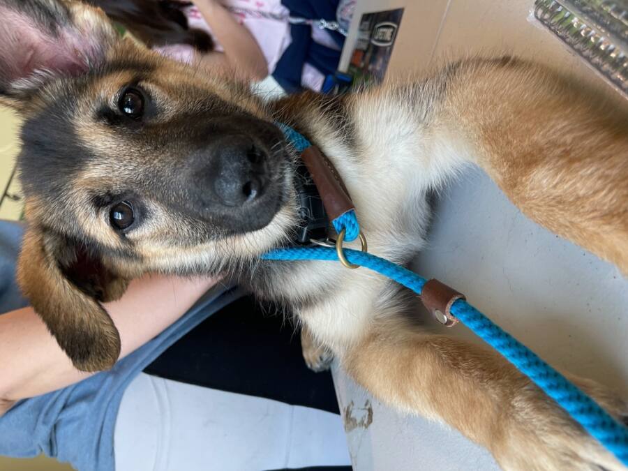 Liza – Greater Houston German Shepherd Dog Rescue