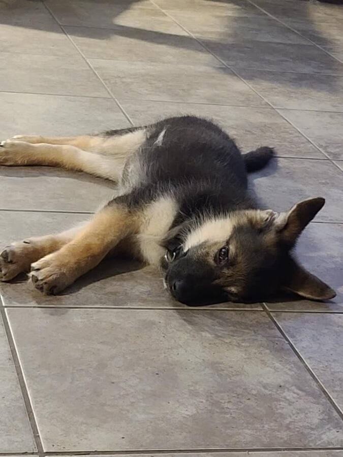Liza – Greater Houston German Shepherd Dog Rescue
