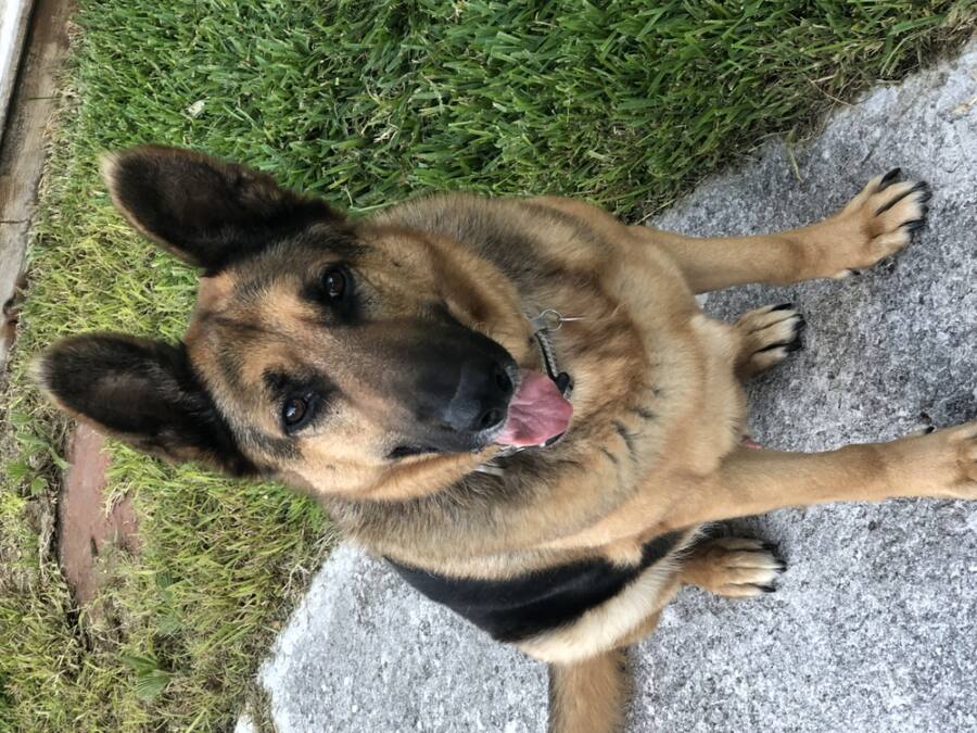 Bruce – Greater Houston German Shepherd Dog Rescue