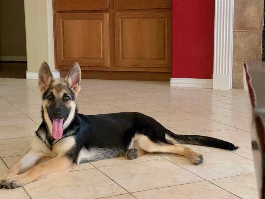 Amina – Greater Houston German Shepherd Dog Rescue