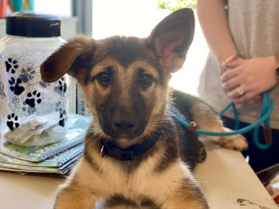 Liza – Greater Houston German Shepherd Dog Rescue