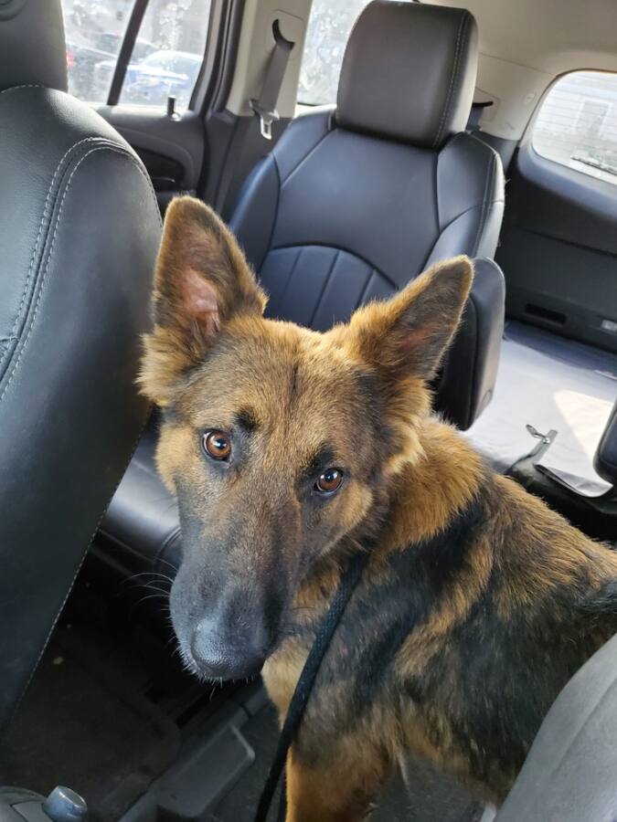 Amara – Greater Houston German Shepherd Dog Rescue