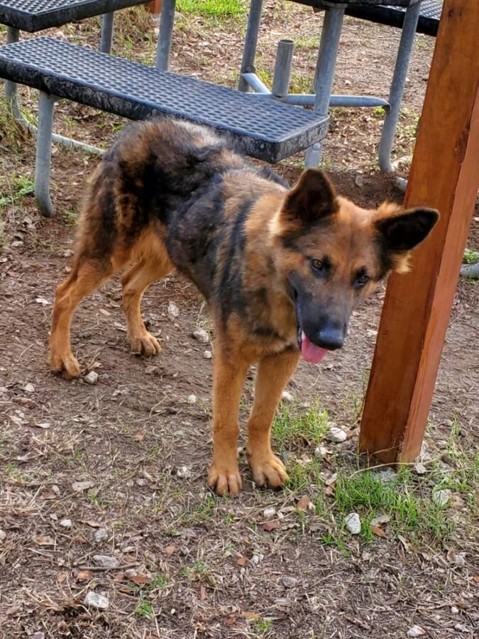 Amara – Greater Houston German Shepherd Dog Rescue