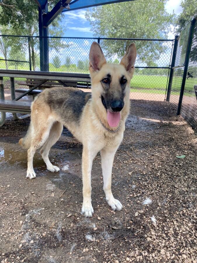 Callie – Greater Houston German Shepherd Dog Rescue