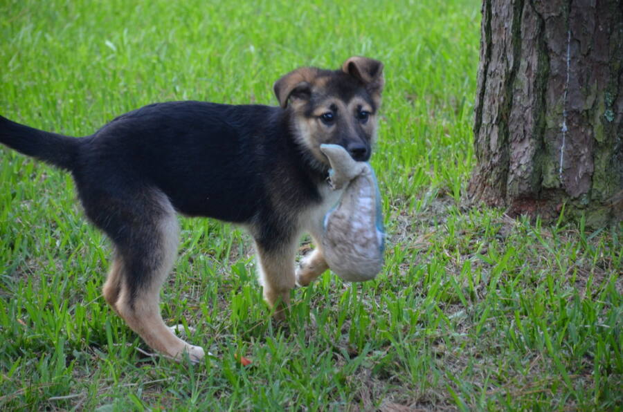 Liza – Greater Houston German Shepherd Dog Rescue