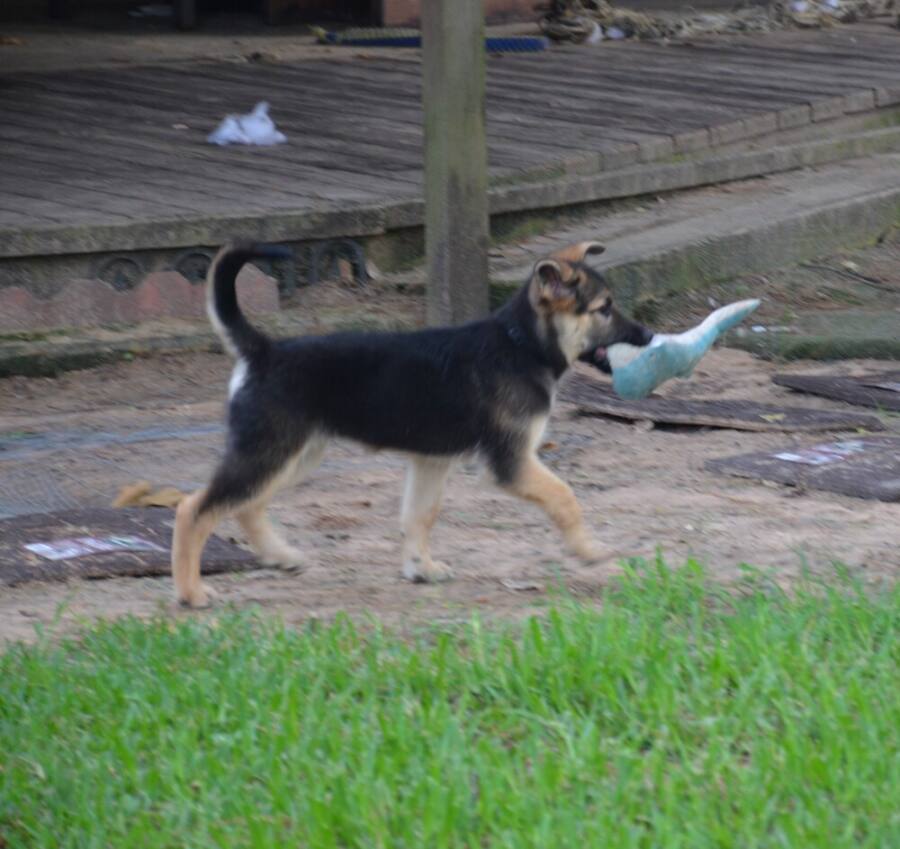 Liza – Greater Houston German Shepherd Dog Rescue
