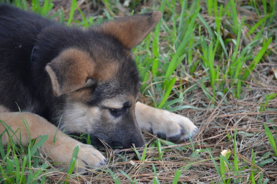 Liza – Greater Houston German Shepherd Dog Rescue