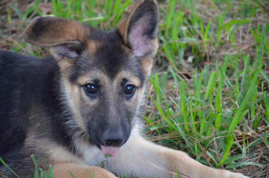 Liza – Greater Houston German Shepherd Dog Rescue