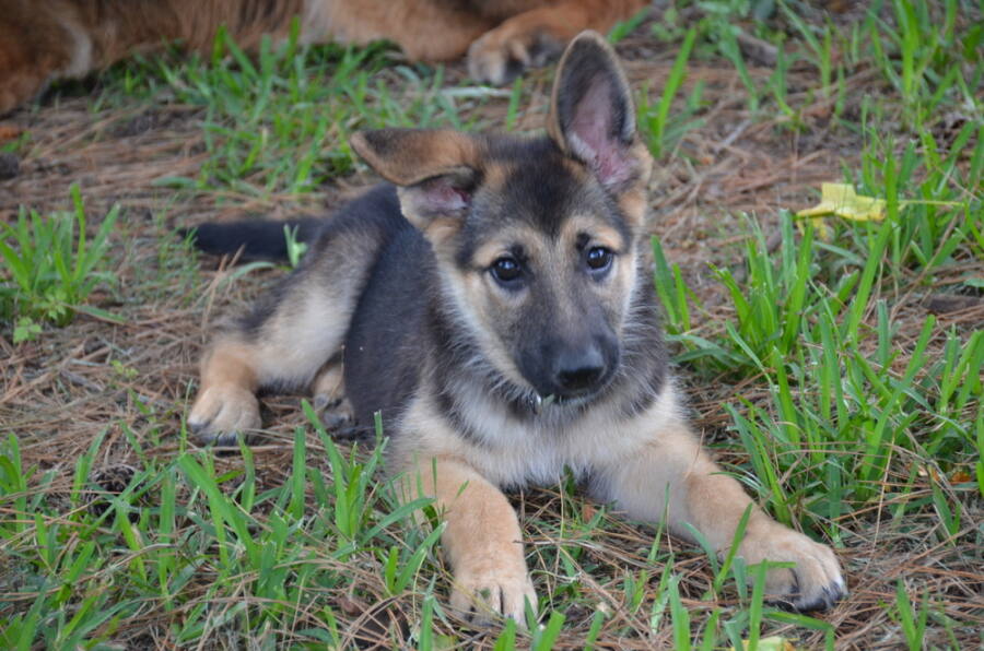 Liza – Greater Houston German Shepherd Dog Rescue
