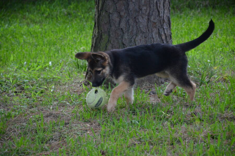 Liza – Greater Houston German Shepherd Dog Rescue