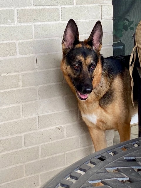 Ellsa – Greater Houston German Shepherd Dog Rescue