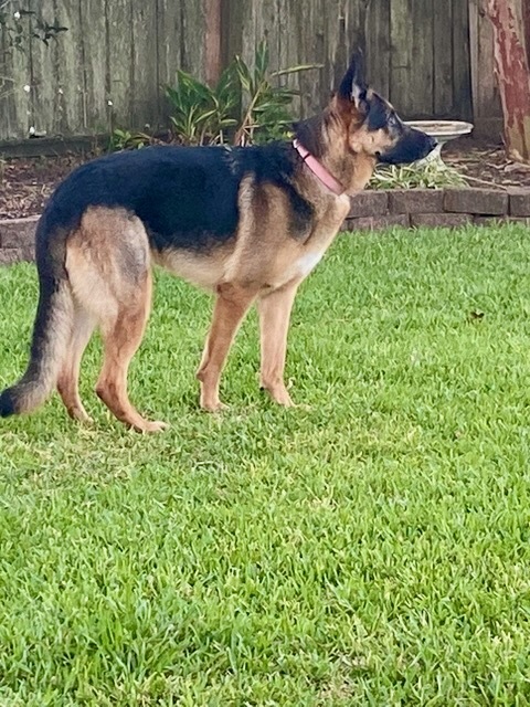 Ellsa – Greater Houston German Shepherd Dog Rescue