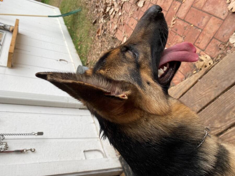 Lucy Bell – Greater Houston German Shepherd Dog Rescue