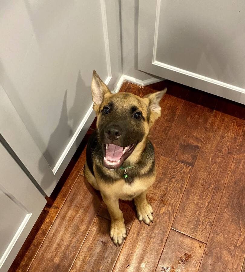 Mack Howard – Greater Houston German Shepherd Dog Rescue