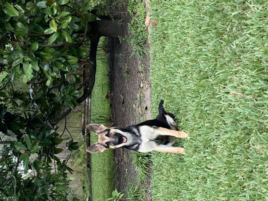 Amina – Greater Houston German Shepherd Dog Rescue