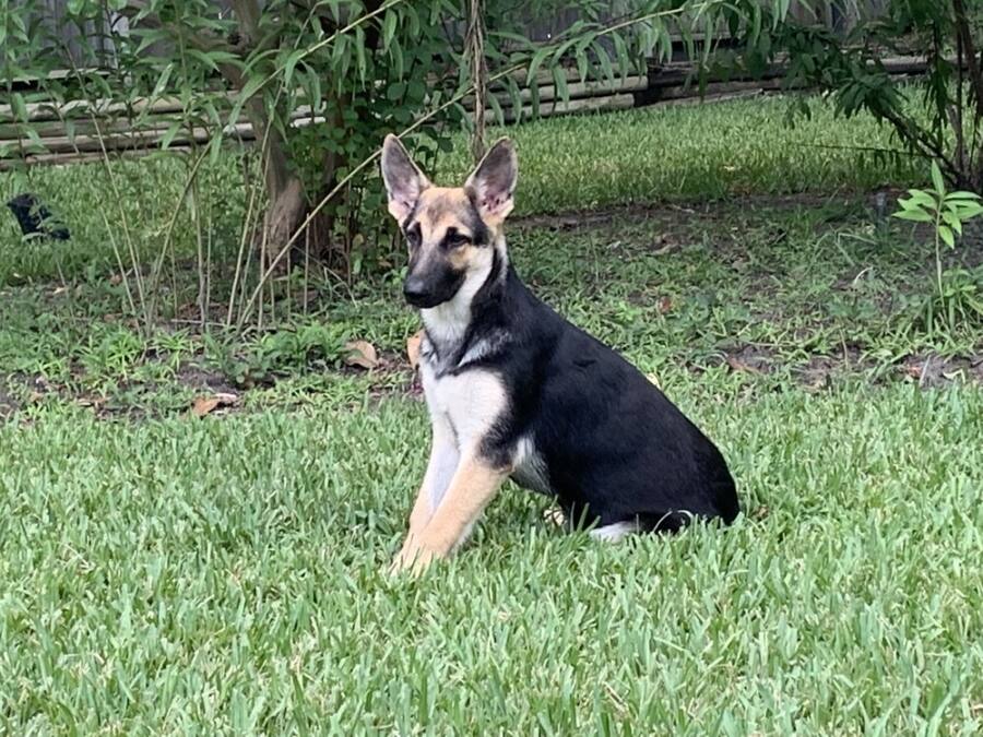 Amina – Greater Houston German Shepherd Dog Rescue