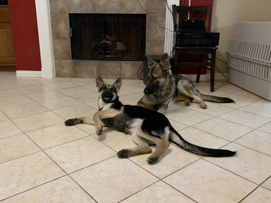 Amina – Greater Houston German Shepherd Dog Rescue