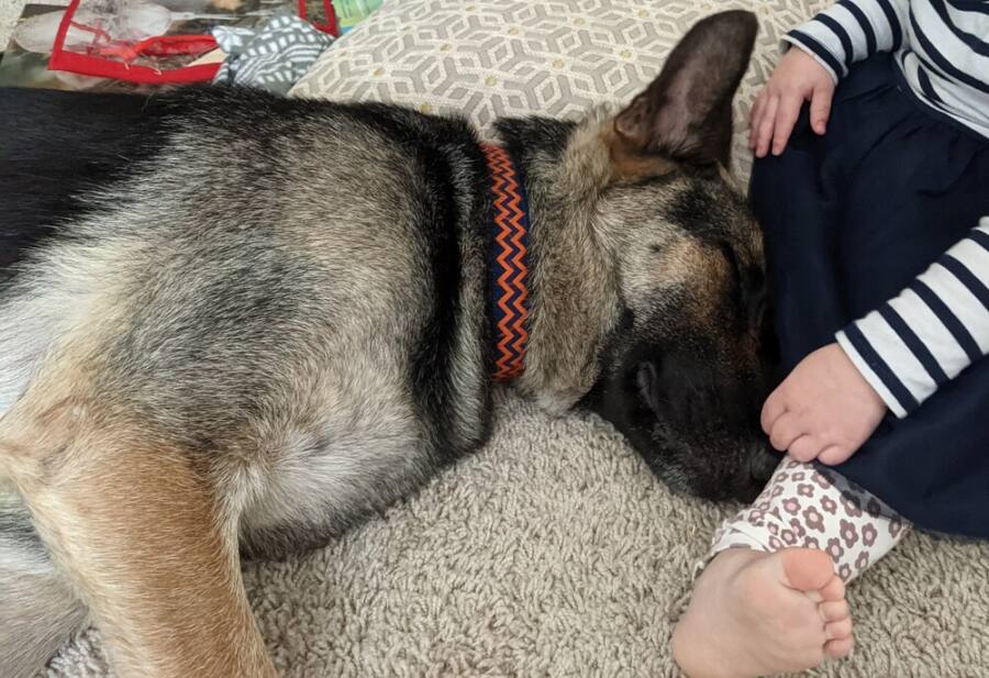 Biloxi – Greater Houston German Shepherd Dog Rescue