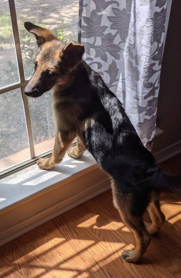 Liza – Greater Houston German Shepherd Dog Rescue