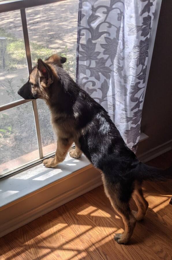 Liza – Greater Houston German Shepherd Dog Rescue