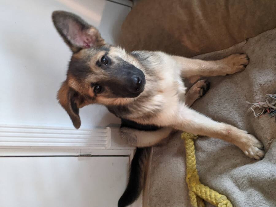 Liza – Greater Houston German Shepherd Dog Rescue