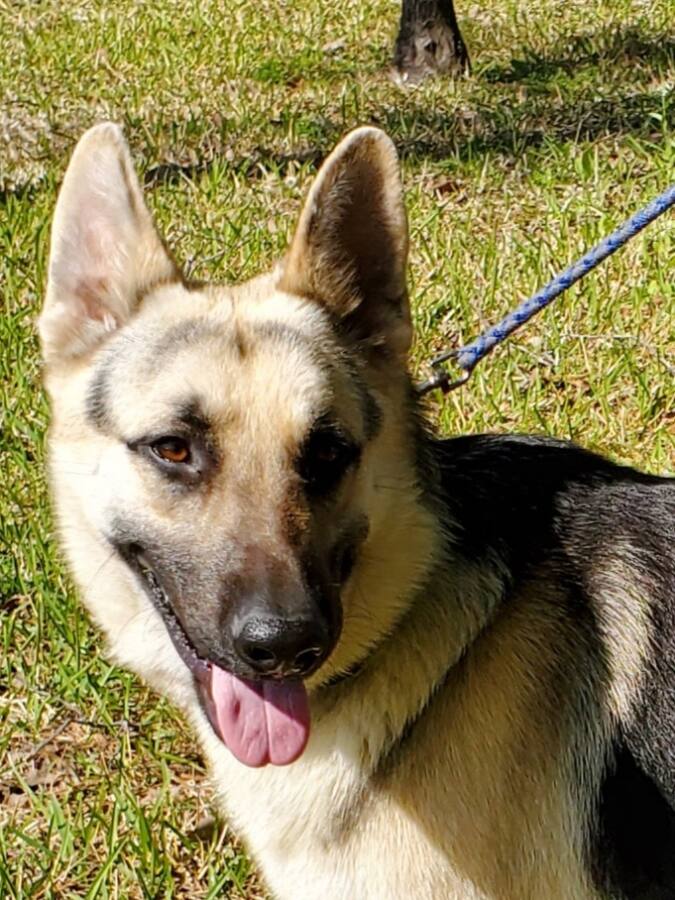 Perry – Greater Houston German Shepherd Dog Rescue