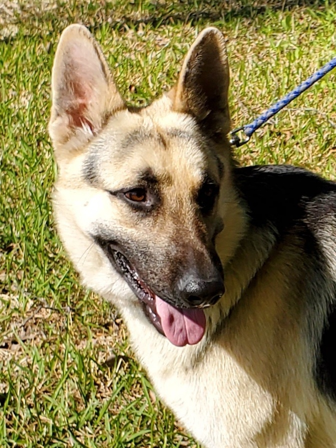 Perry – Greater Houston German Shepherd Dog Rescue