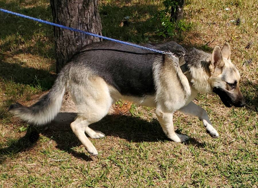 Perry – Greater Houston German Shepherd Dog Rescue