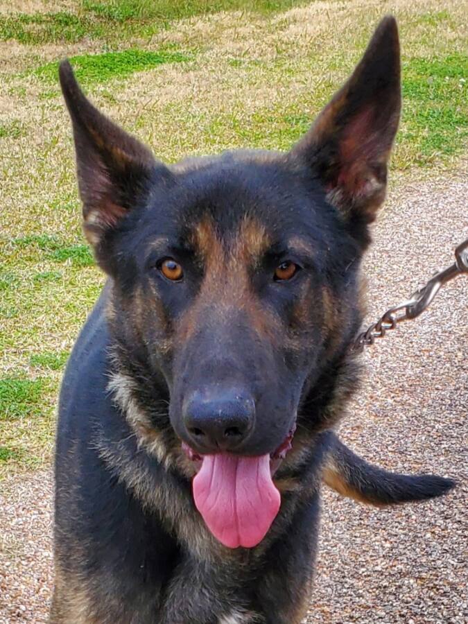 Renzo – Greater Houston German Shepherd Dog Rescue