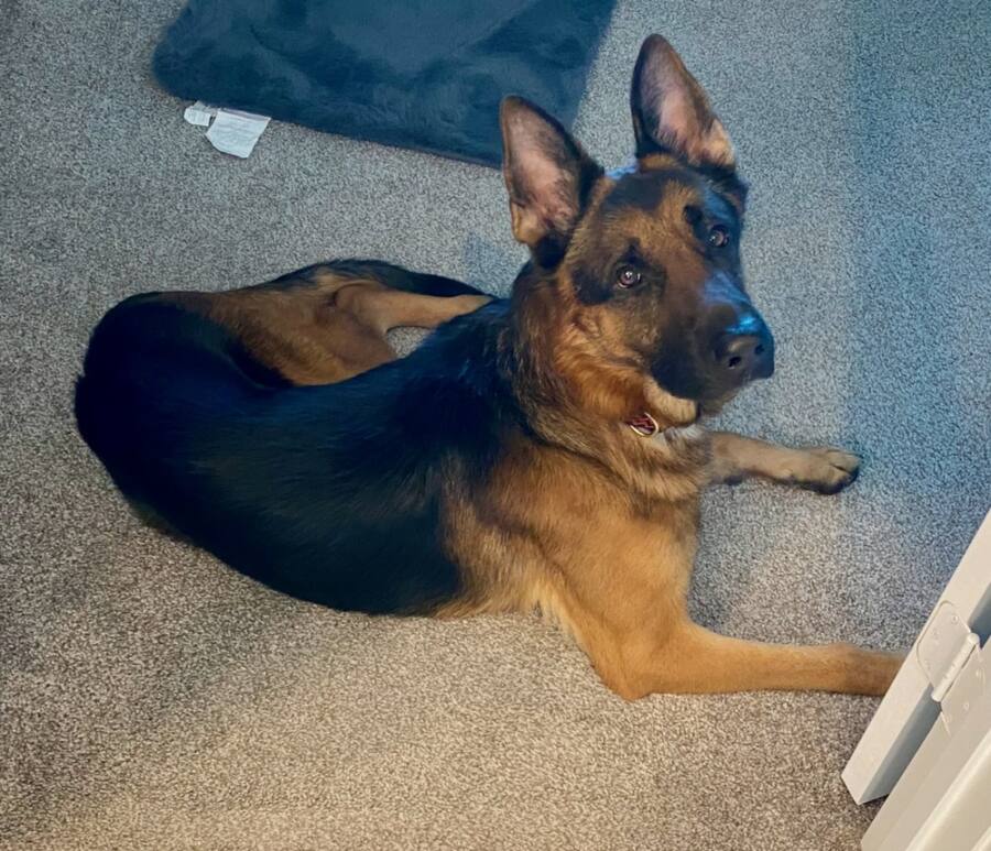 Adler – Greater Houston German Shepherd Dog Rescue