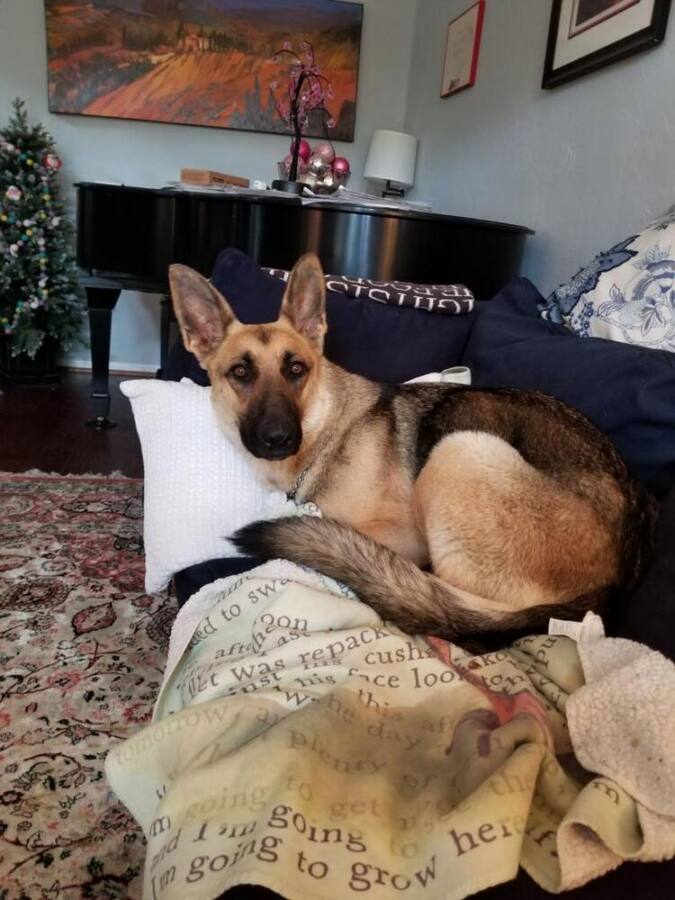 Heidi – Greater Houston German Shepherd Dog Rescue